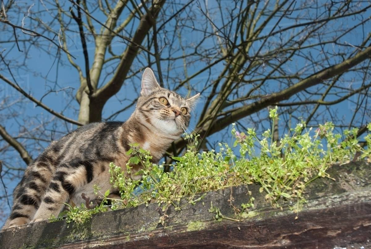 Tabby cat on the prowl - Royalty-free Stock Photo | Dissolve