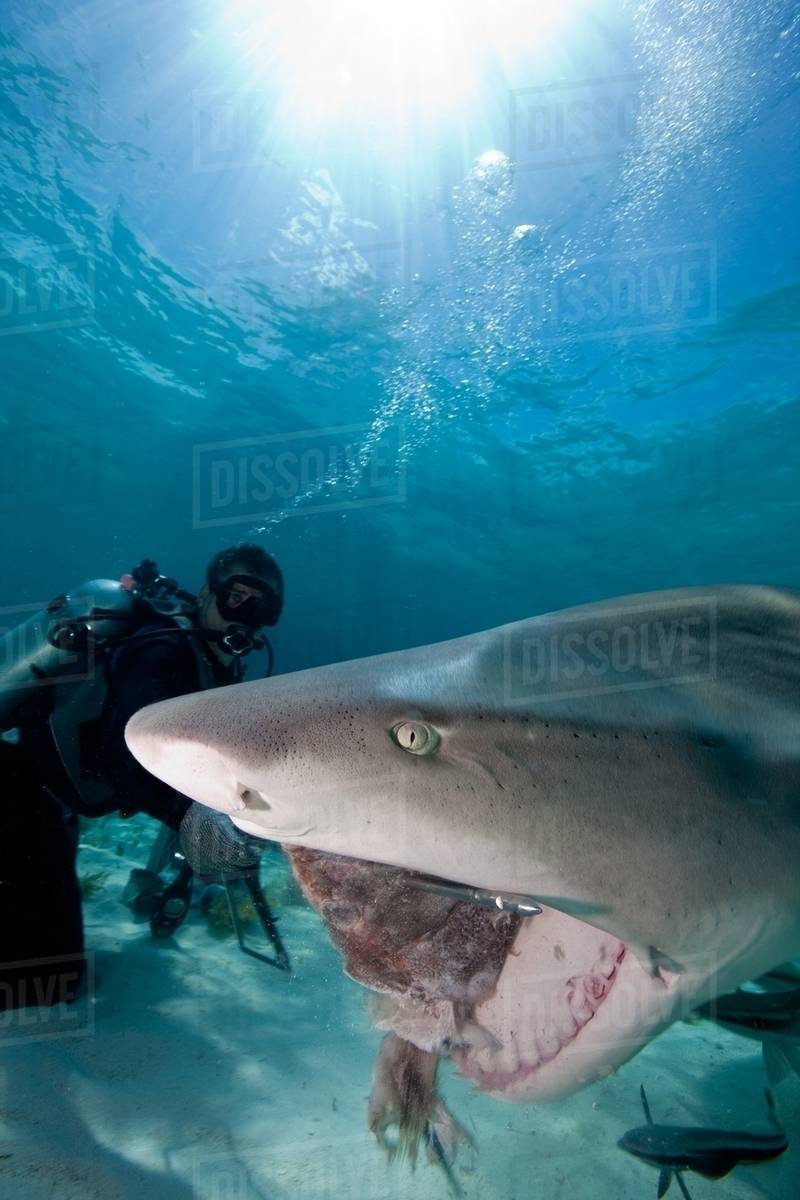 Diver feeds Lemon Shark - Royalty-free Stock Photo | Dissolve