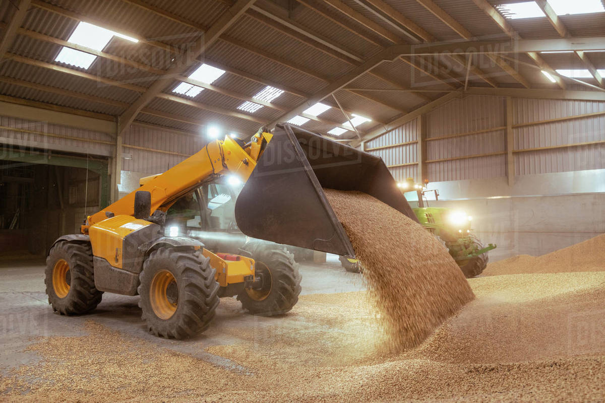 Earth mover pouring grain in barn - Stock Photo - Dissolve