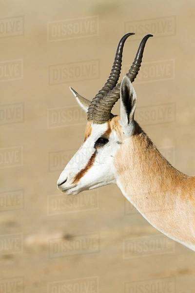 Springbok, portrait - Stock Photo - Dissolve