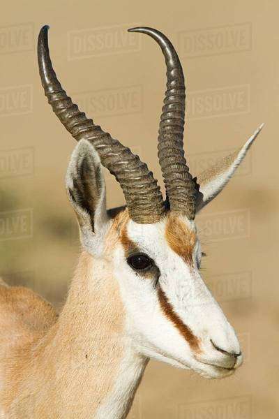 Springbok, portrait - Royalty-free Stock Photo | Dissolve