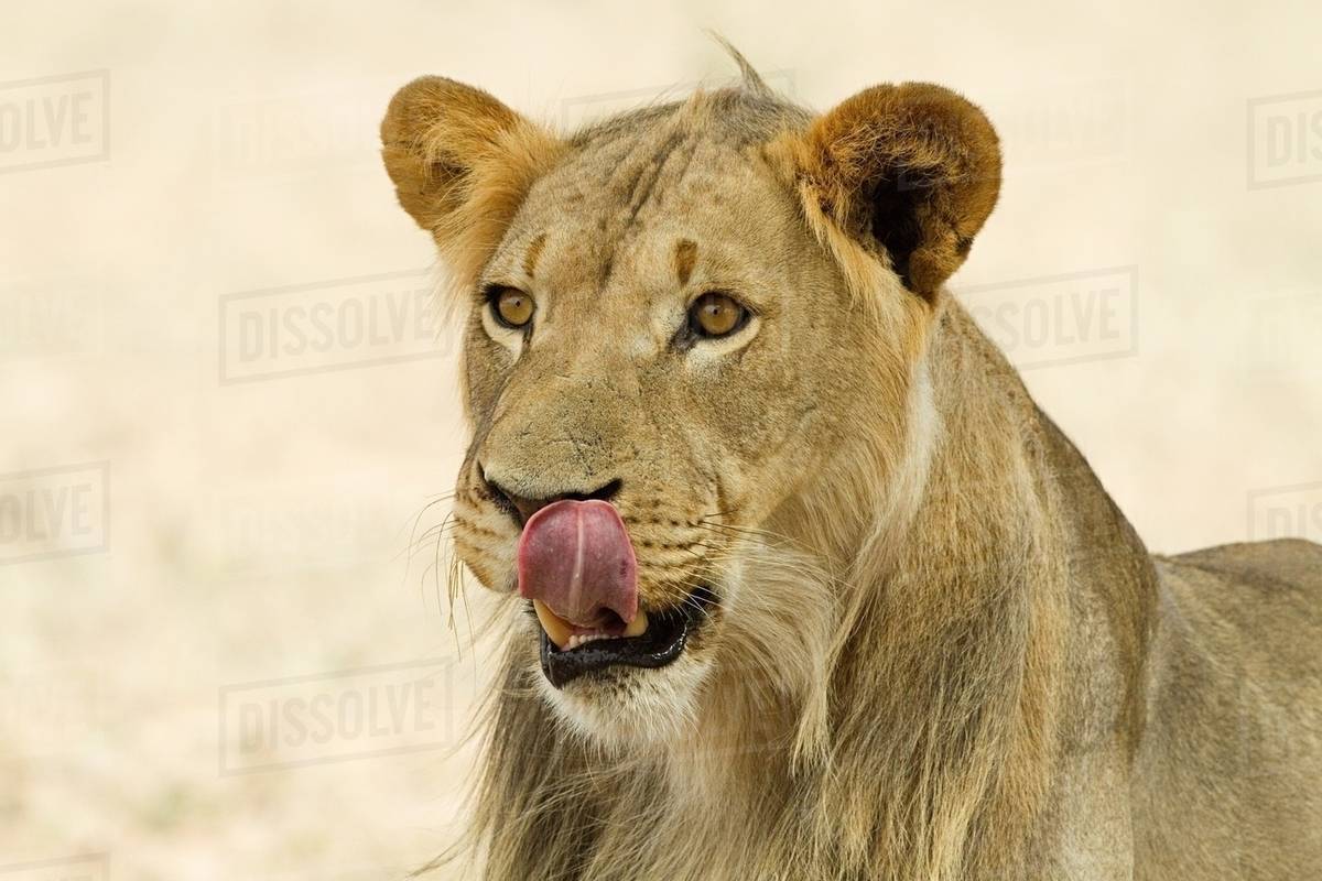 African lion, headshot - Royalty-free Stock Photo | Dissolve