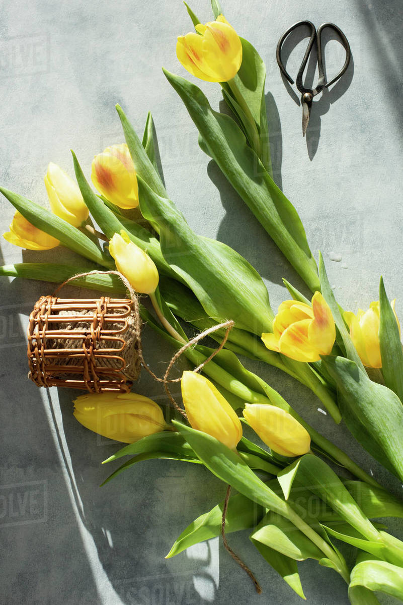 Studio shot of yellow tulips - Royalty-free Stock Photo | Dissolve