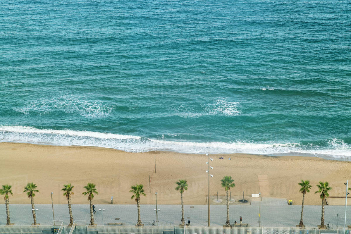 Spain, Catalonia, Barcelona, Palm trees along beach and sea - Royalty ...
