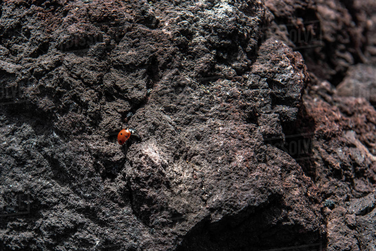 Ladybug on volcanic rock - Royalty-free Stock Photo | Dissolve