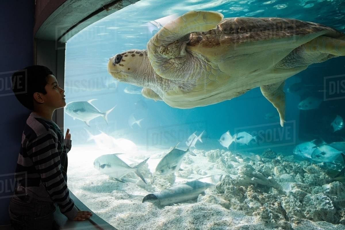 Boy watching sea turtle in aquarium - Royalty-free Stock Photo | Dissolve