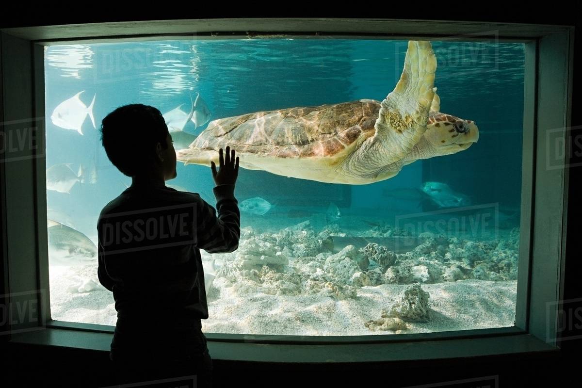 Boy watching sea turtle in aquarium - Stock Photo - Dissolve