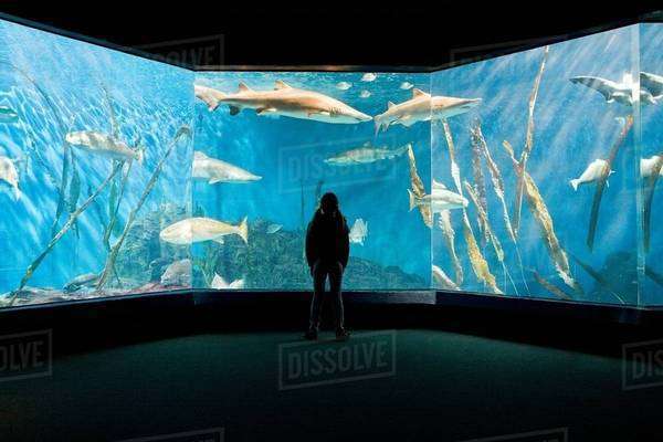Girl watching fish in aquarium - Royalty-free Stock Photo | Dissolve