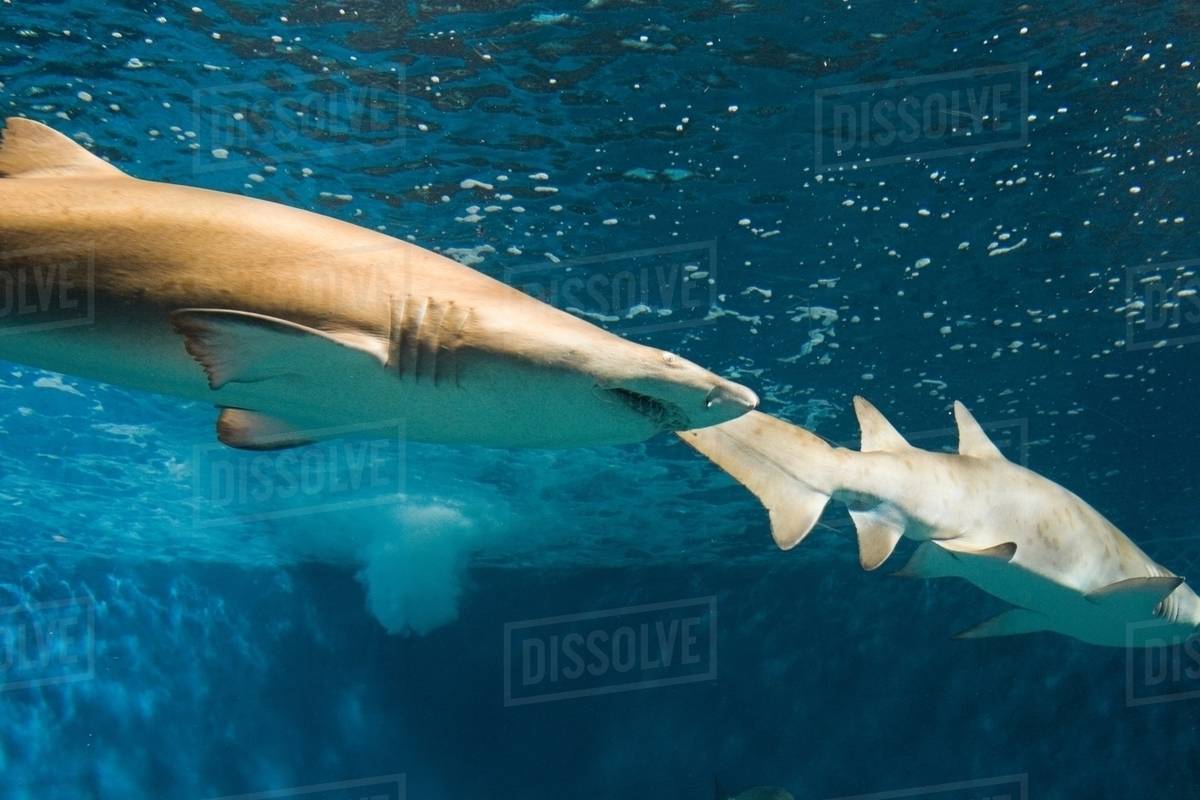Two sharks in aquarium - Stock Photo - Dissolve