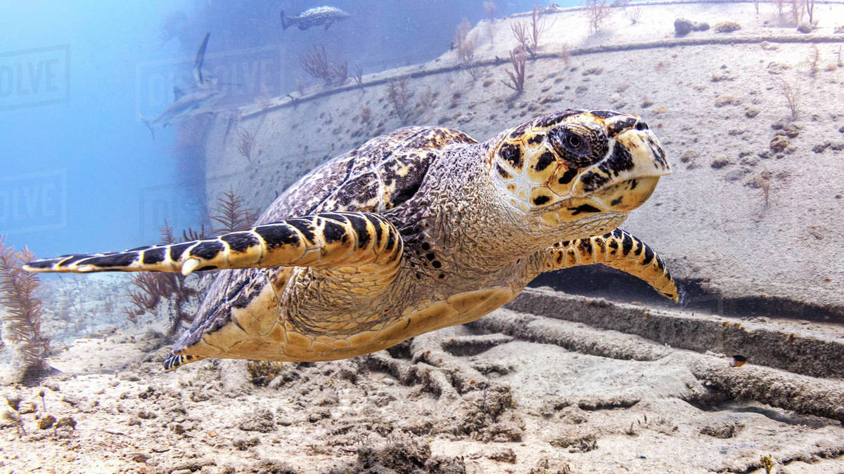 Bahamas, Nassau, Sea turtle swimming in sea - Royalty-free Stock Photo ...