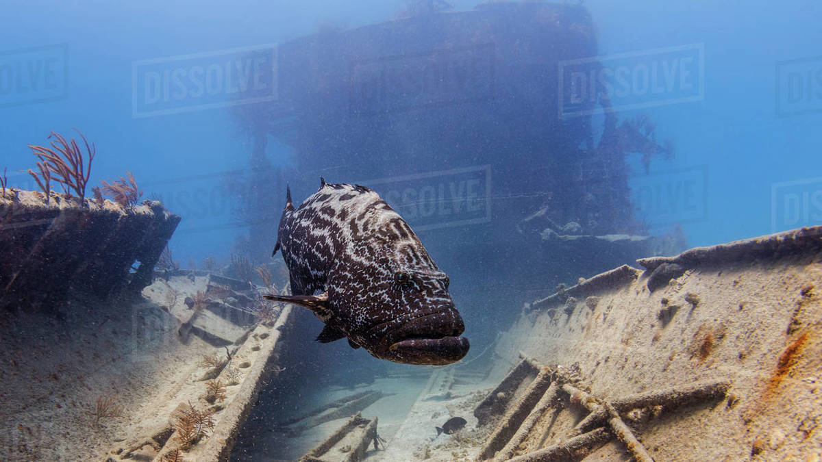Bahamas, Nassau, Grouper swimming near shipwreck in sea - Royalty-free ...