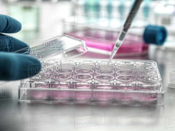Scientist pipetting medical samples into microplate in laboratory ...