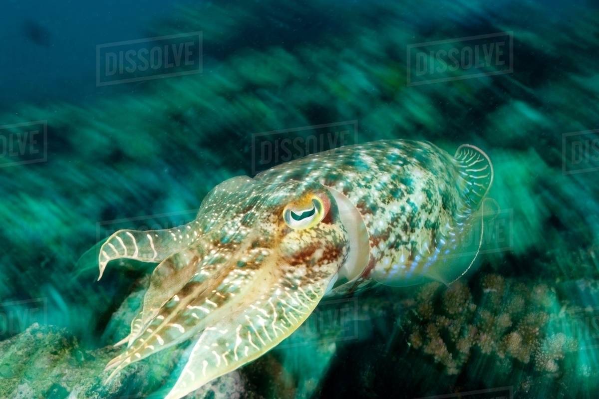 Cuttlefish on reef - Royalty-free Stock Photo | Dissolve