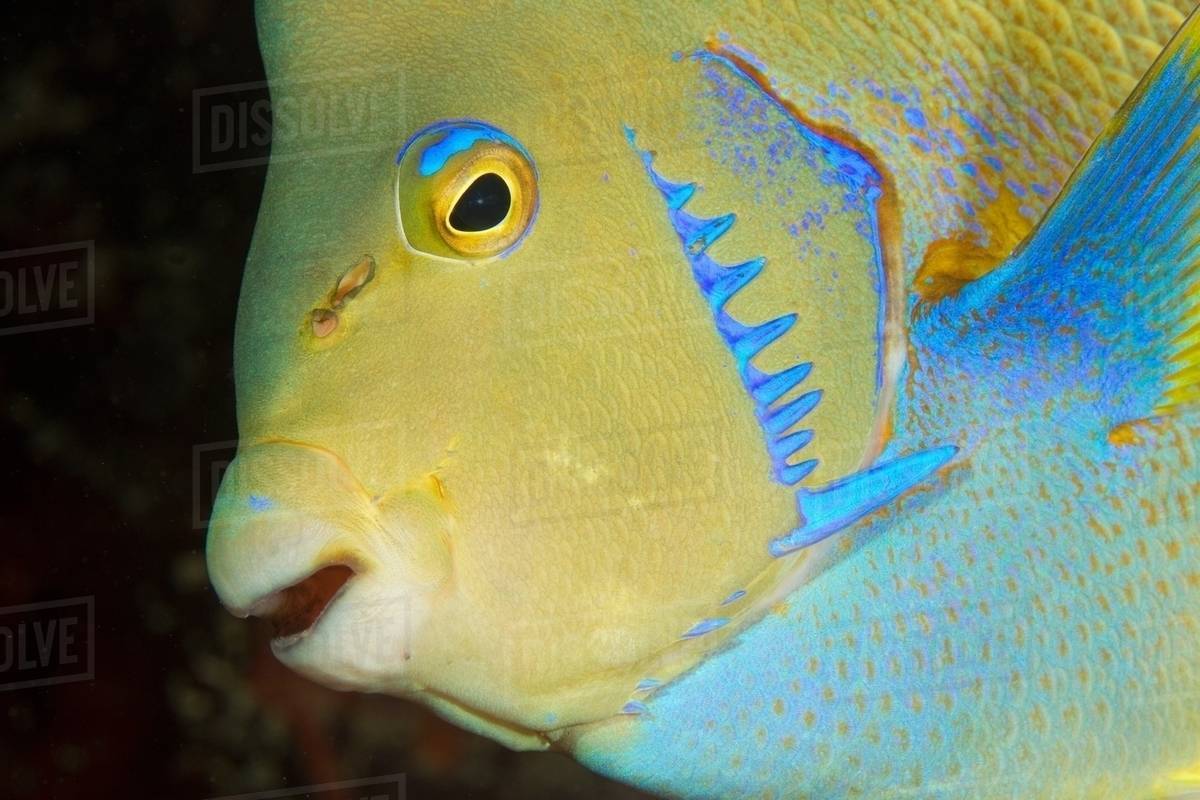 Townsend angelfish, Florida - Royalty-free Stock Photo | Dissolve