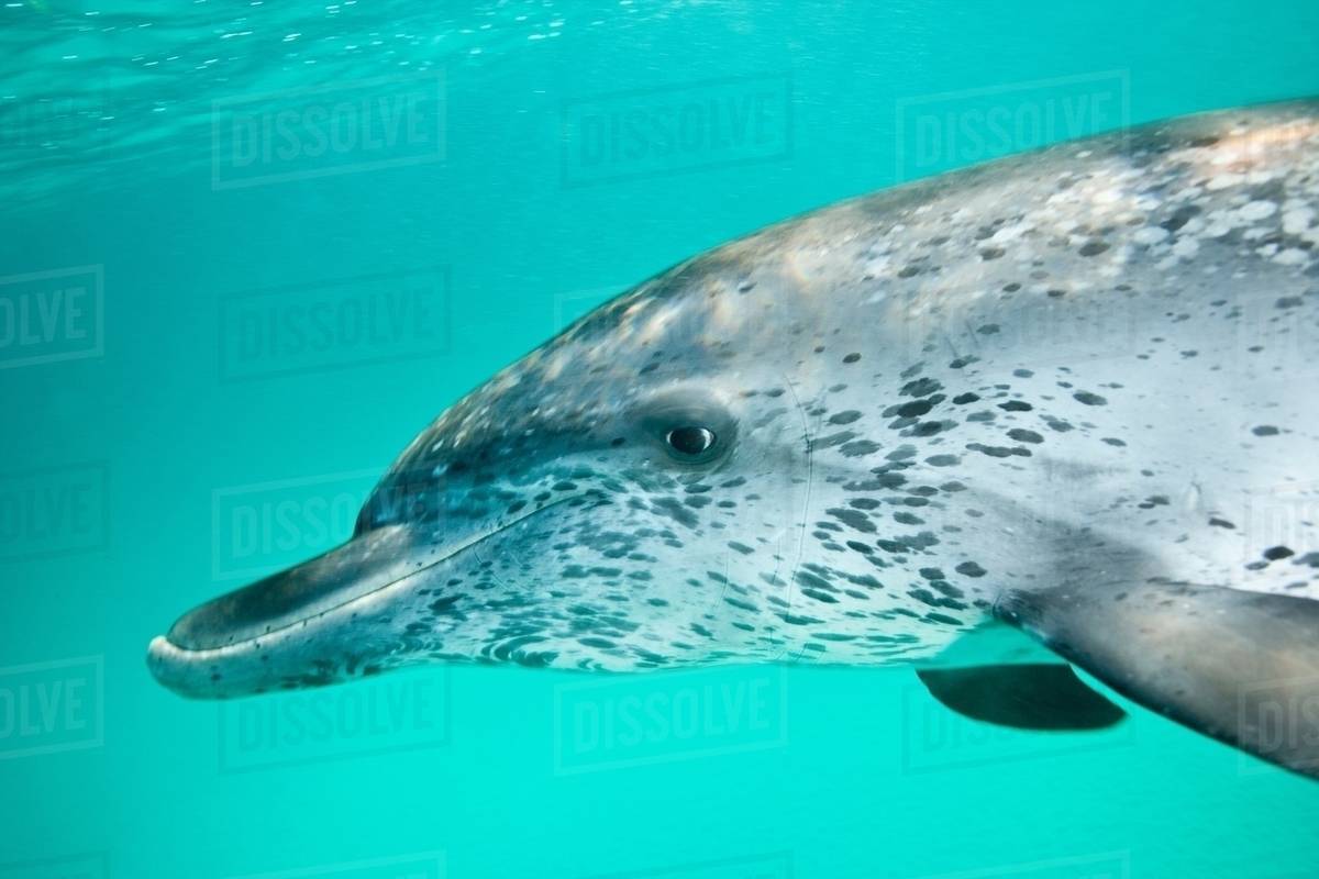 Atlantic Spotted Dolphin - Royalty-free Stock Photo | Dissolve