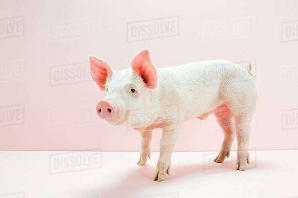 Piglet in pink studio - Stock Photo - Dissolve