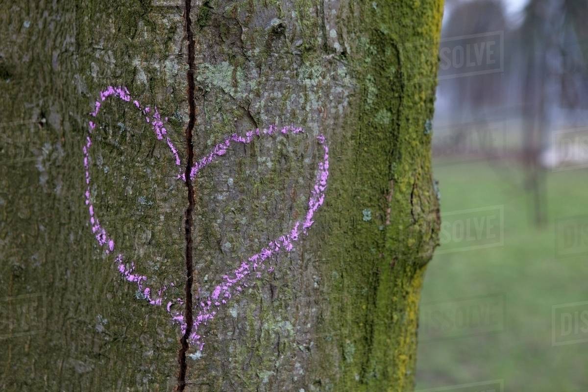 Broken heart drawn on a tree trunk - Stock Photo - Dissolve