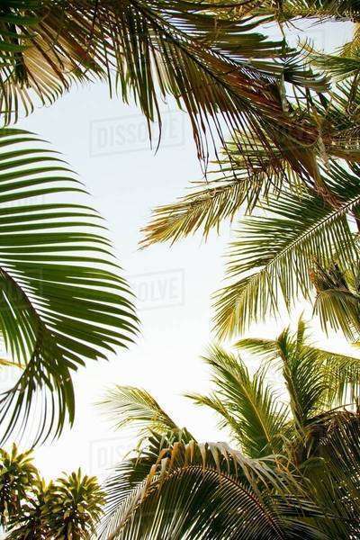 Palm trees, low angle - Royalty-free Stock Photo | Dissolve