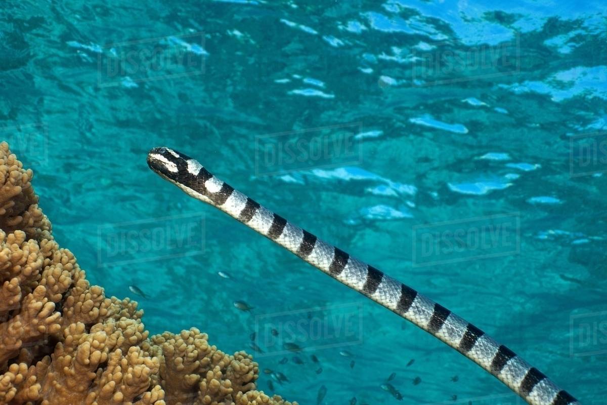 Free-swimming Sea Snake - Stock Photo - Dissolve