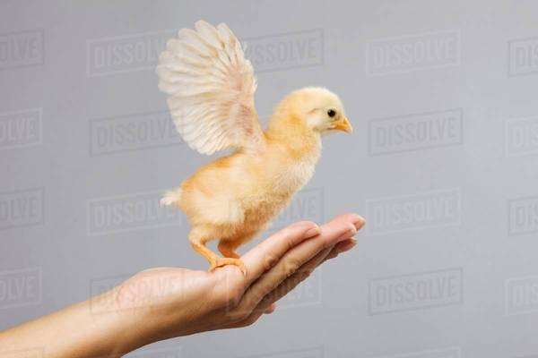 Person holding chick on palm of hand - Royalty-free Stock Photo | Dissolve