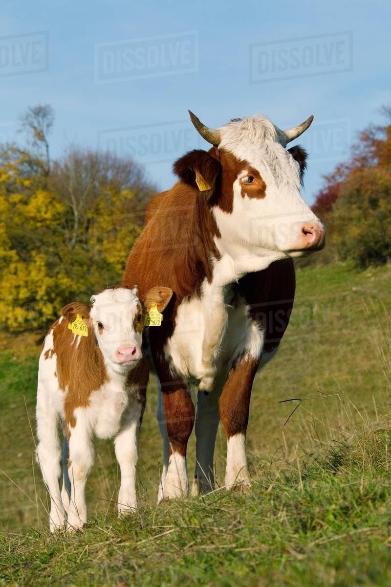 Cow and calf in field - Royalty-free Stock Photo | Dissolve