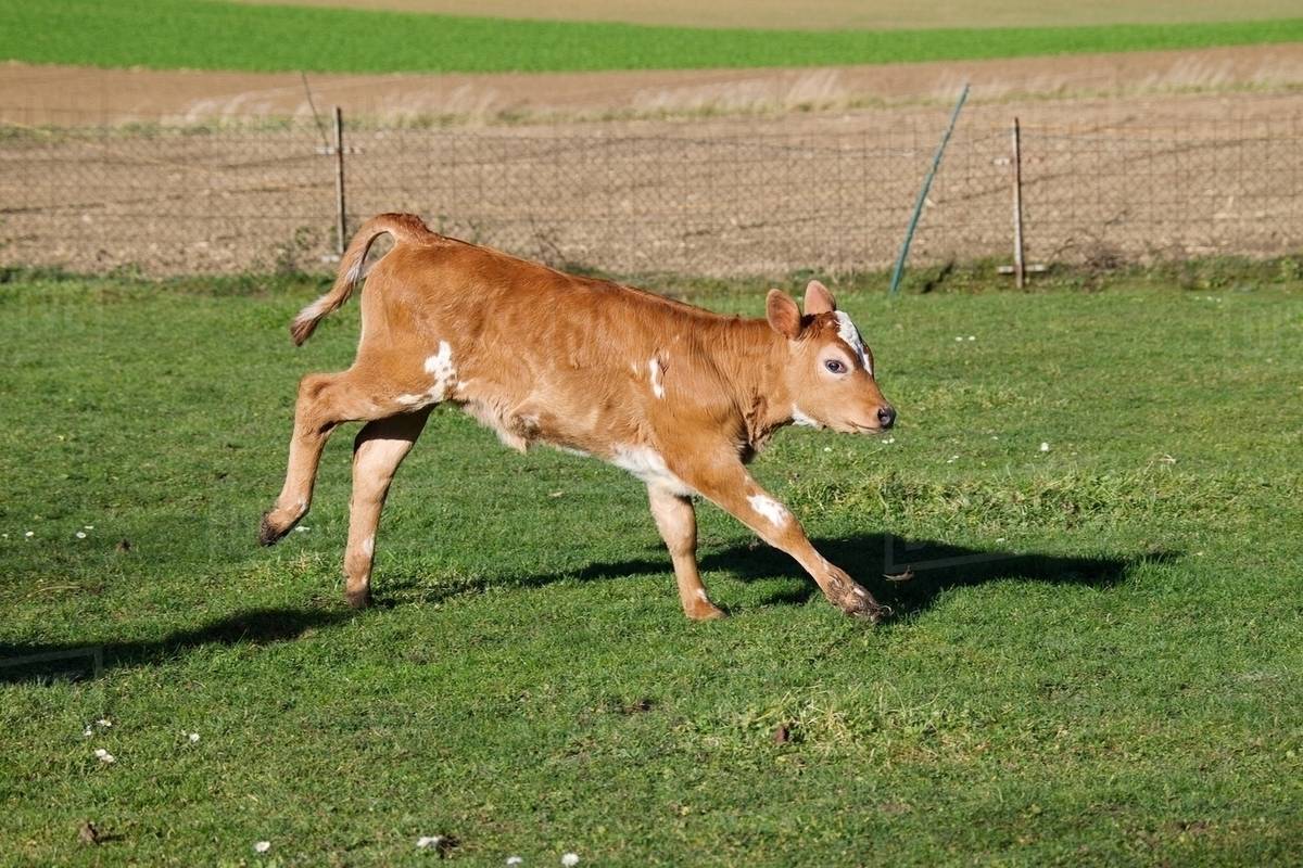 Calf in field - Royalty-free Stock Photo | Dissolve