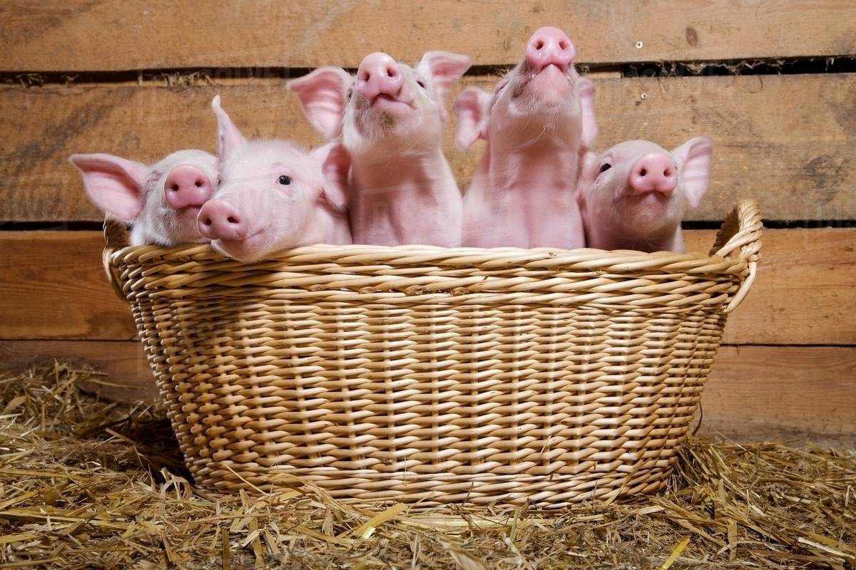 Five piglets in basket - Royalty-free Stock Photo | Dissolve
