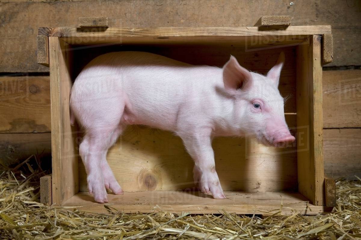 Piglet standing in wooden crate - Royalty-free Stock Photo | Dissolve