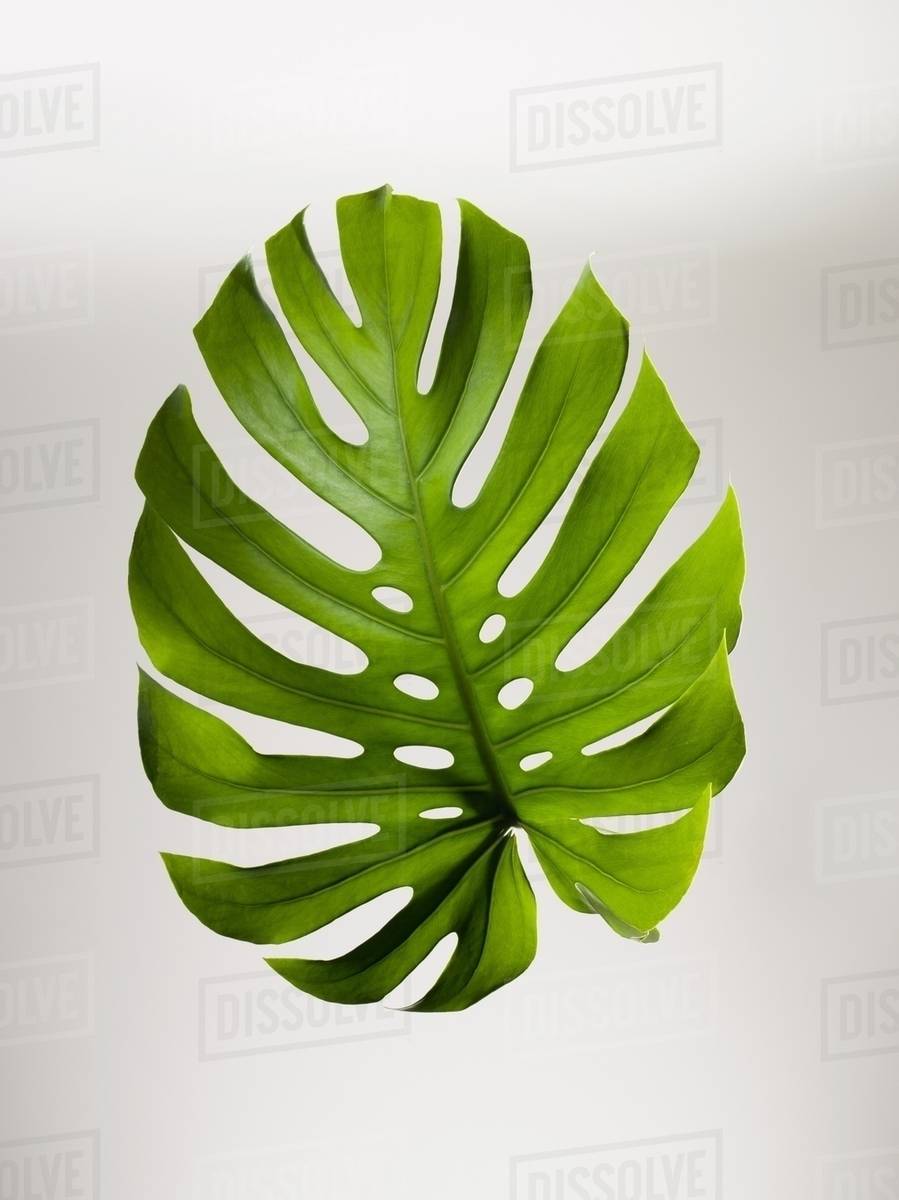 Single green leaf - Royalty-free Stock Photo | Dissolve