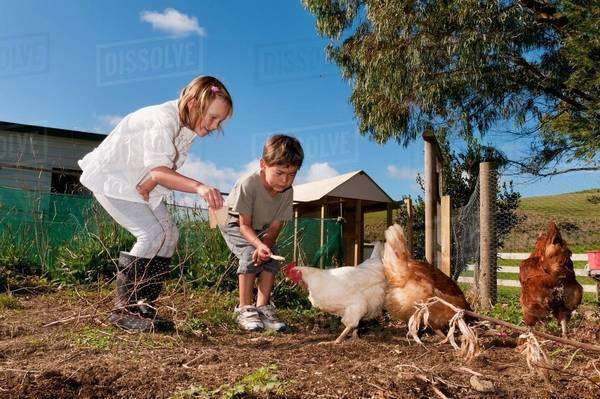 Children feeding chickens - Royalty-free Stock Photo | Dissolve