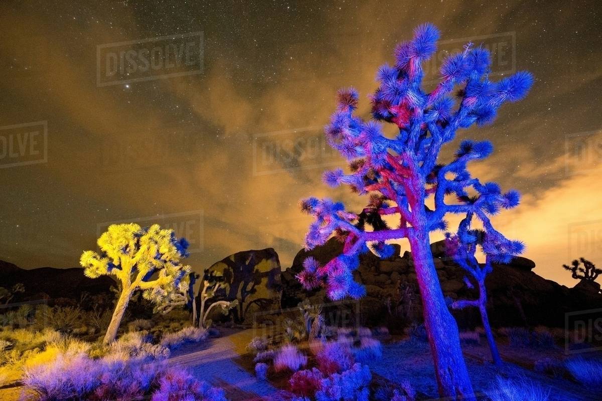 Colorful lights on Joshua Trees at night, Joshua Tree National Park ...