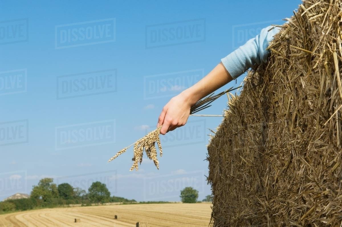Person in field with wheat - Stock Photo - Dissolve