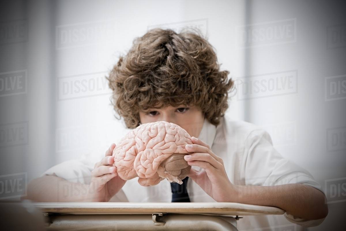 Boy with model brain - Royalty-free Stock Photo | Dissolve