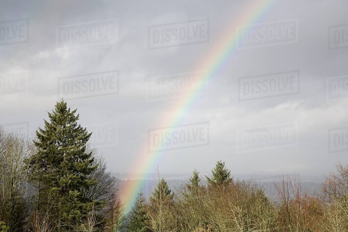 Rainbow over a forest - Royalty-free Stock Photo | Dissolve