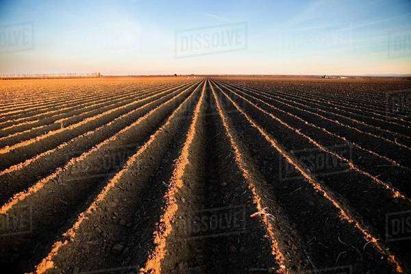 Ridges in field - Stock Photo - Dissolve