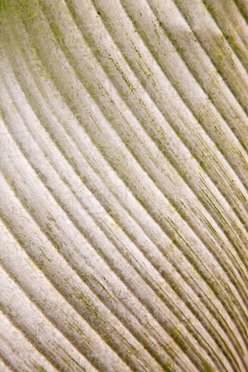 Close up pattern on a leaf - Royalty-free Stock Photo | Dissolve