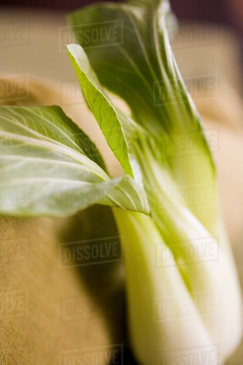 Bok choy - Royalty-free Stock Photo | Dissolve