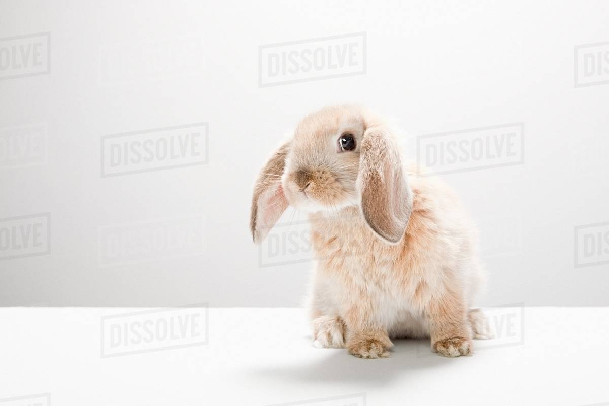 Portrait of a rabbit - Stock Photo - Dissolve