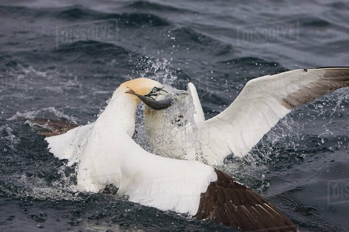 Gannets in feeding frenzy - Royalty-free Stock Photo | Dissolve