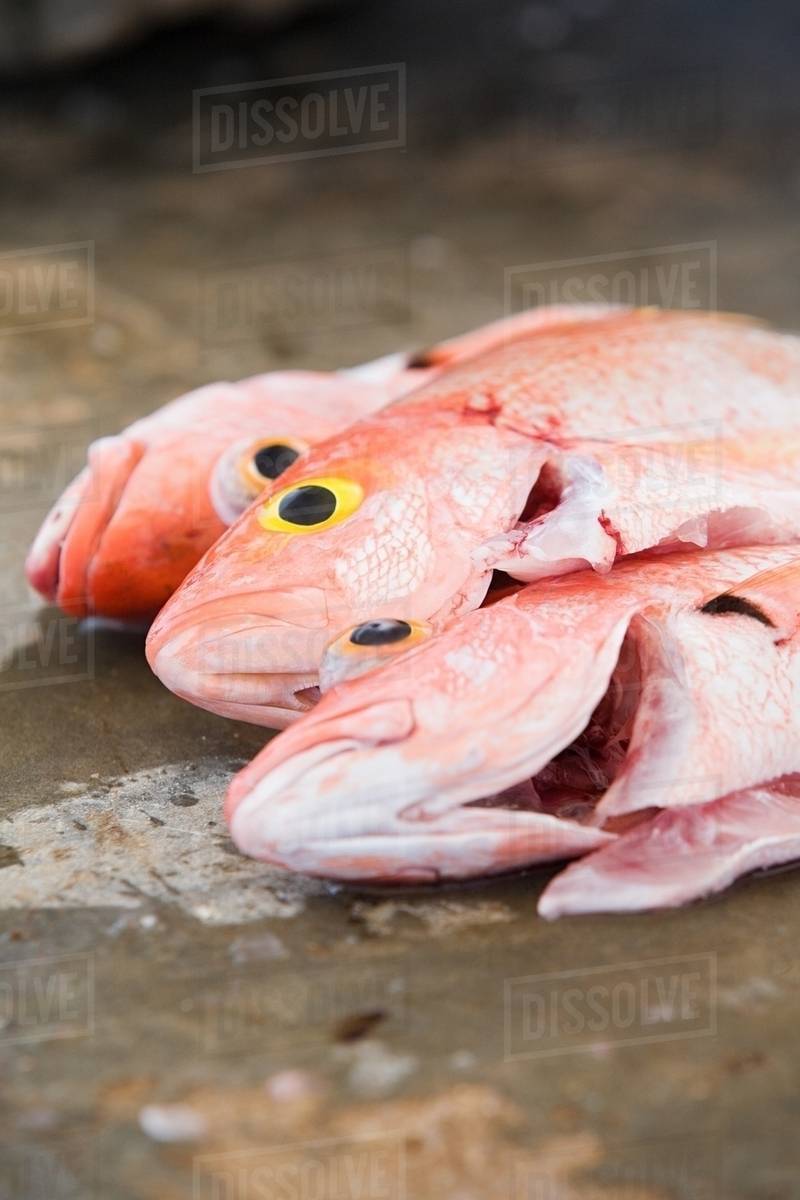 Snapper fish - Royalty-free Stock Photo | Dissolve