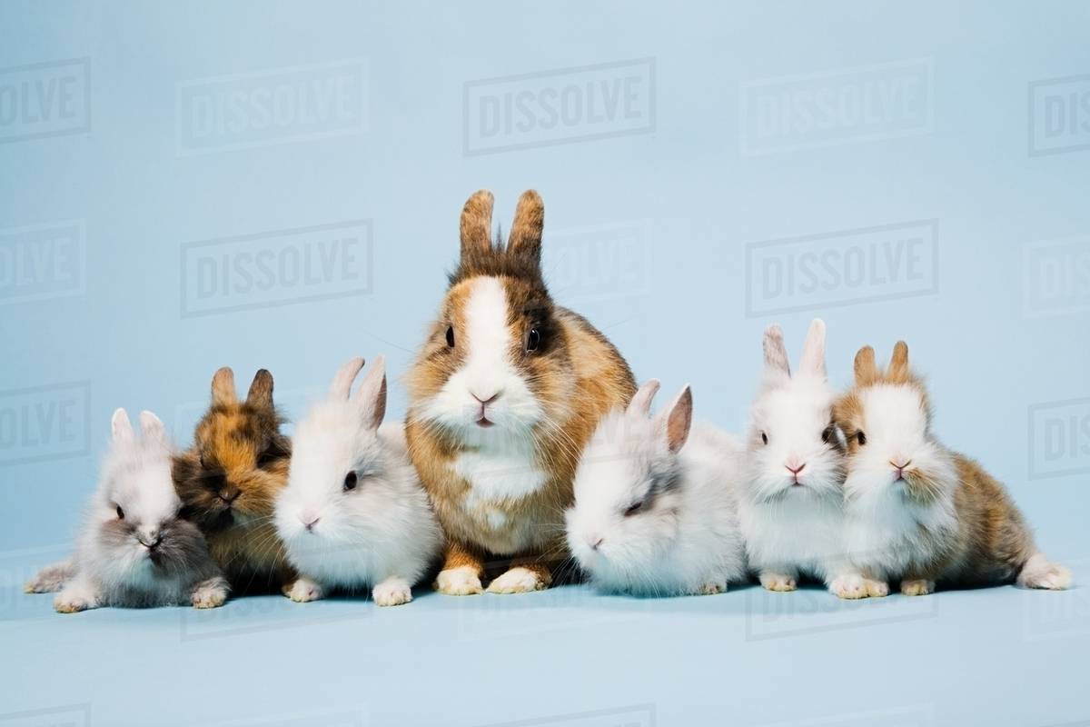 Seven rabbits, studio shot - Royalty-free Stock Photo | Dissolve