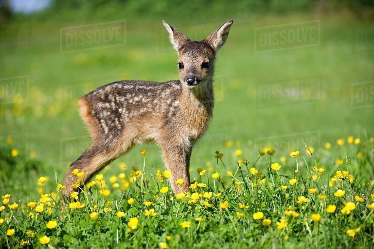Cute fawn standing on grass - Stock Photo - Dissolve