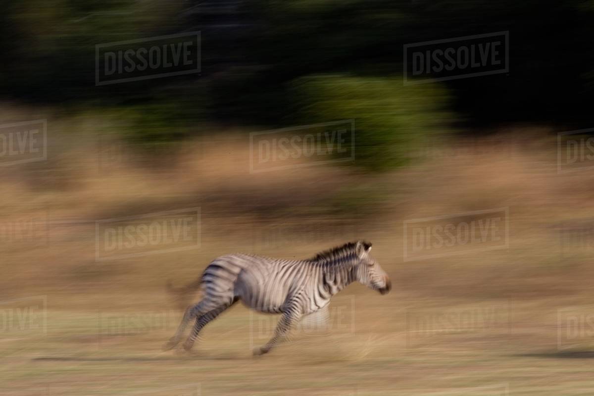 Running zebra - Royalty-free Stock Photo | Dissolve