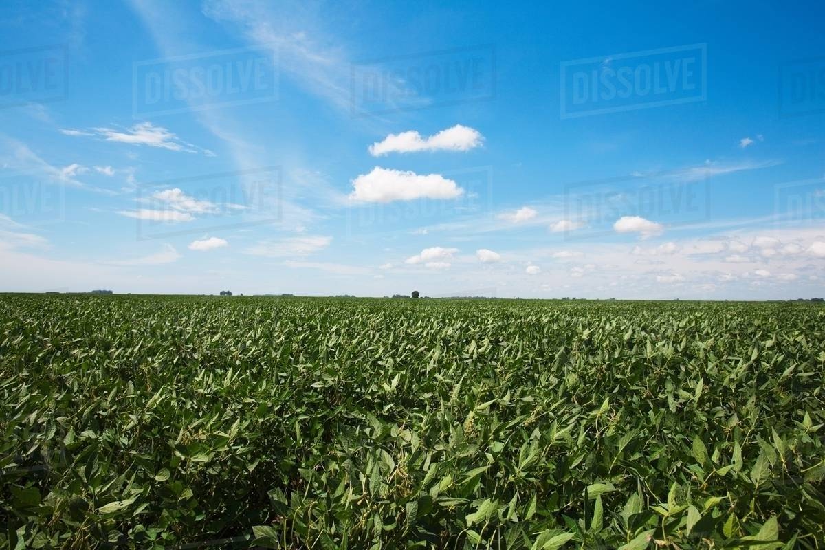 Soy field, Argentina - Royalty-free Stock Photo | Dissolve