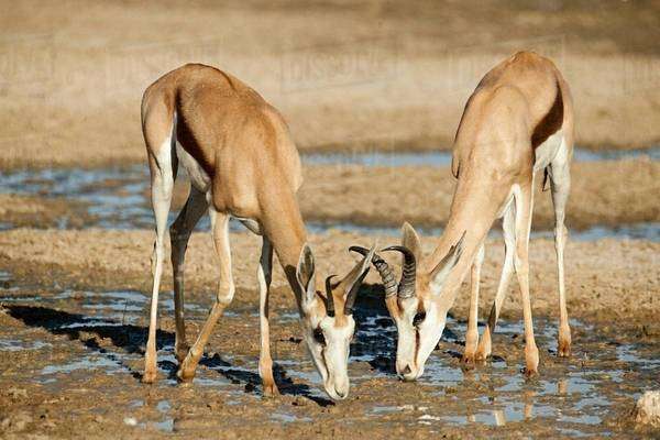 Two springbok drinking water - Royalty-free Stock Photo | Dissolve