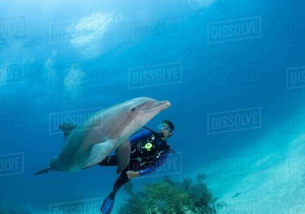 Diver with dolphin - Stock Photo - Dissolve
