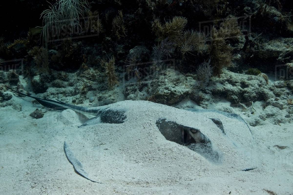 Southern stingray hides in sand - Royalty-free Stock Photo | Dissolve