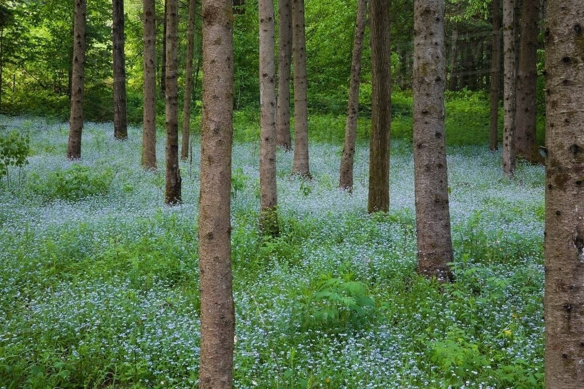 Trees growing in field of flowers - Stock Photo - Dissolve