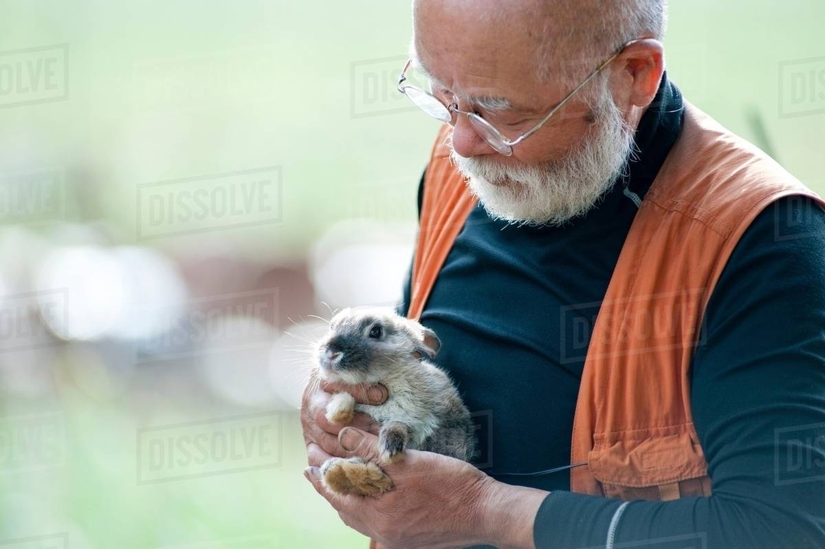 Senior man holding pet rabbit - Royalty-free Stock Photo | Dissolve