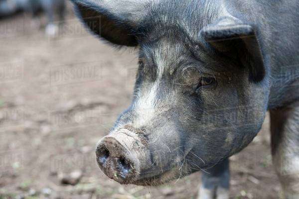 Close up of pig on a farm - Royalty-free Stock Photo | Dissolve